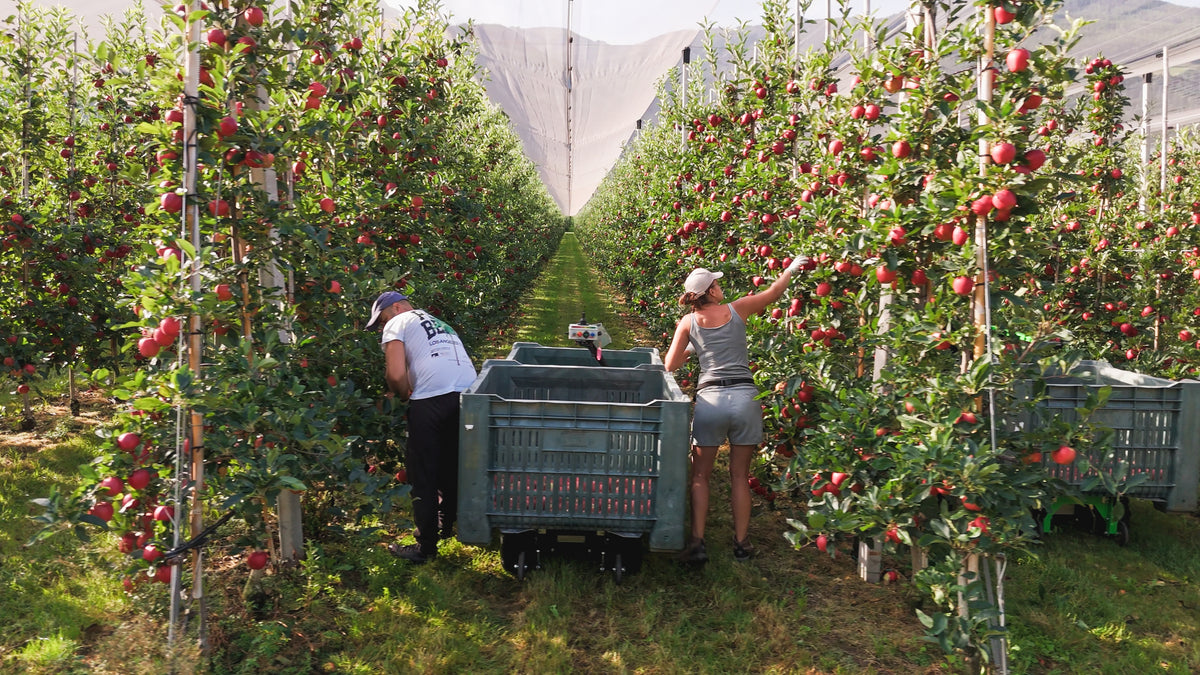 Frucotec | Electric Orchard Platforms & Harvesting Equipment
